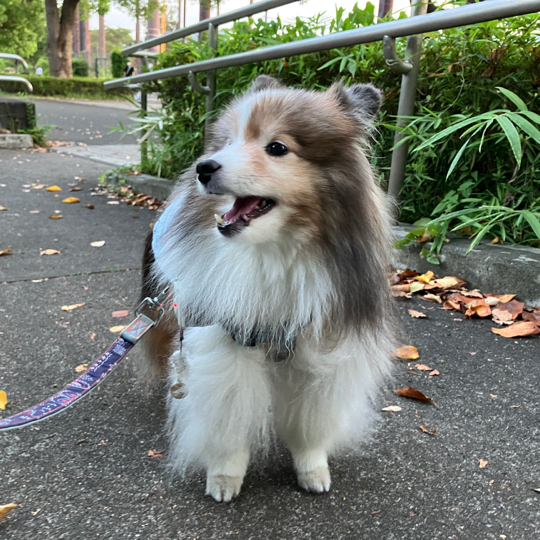 体重戻ってきました: きゅうわんリターンズ！