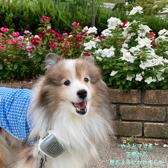 朝の謎行動～雨予報に不安が募る: きゅうわんリターンズ！