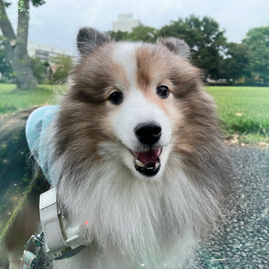 デビフの栄養缶最強～いなば不買も断念: きゅうわんリターンズ！